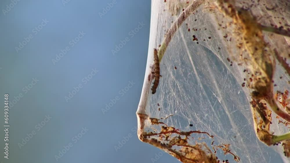 Many spinning moth caterpillars as canker worms in silky cocoon infest ...