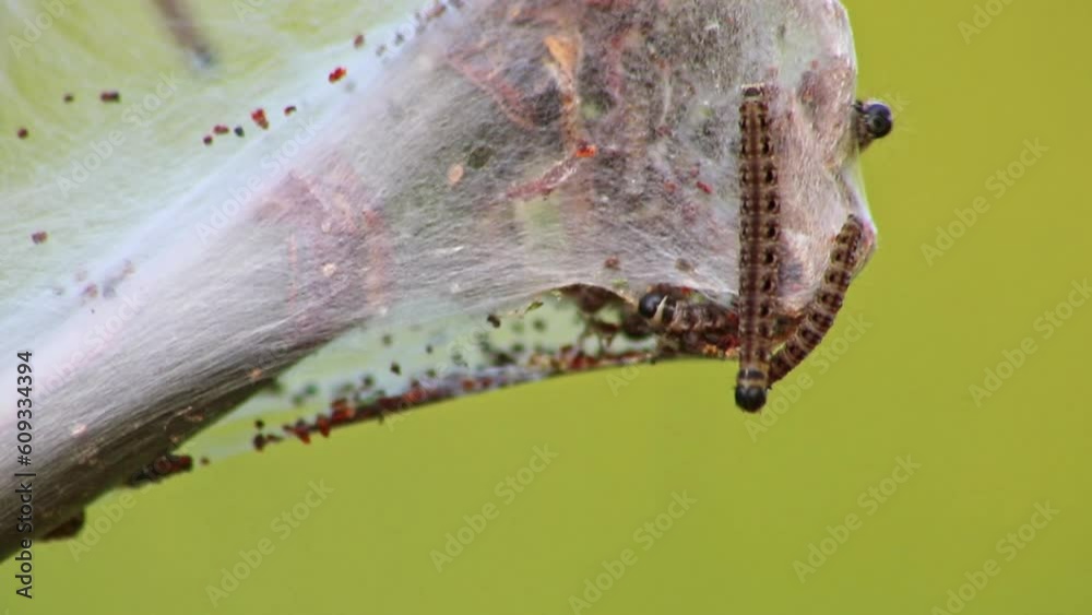 Many spinning moth caterpillars as canker worms in silky cocoon infest ...
