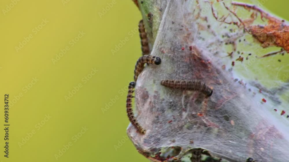 Many spinning moth caterpillars as canker worms in silky cocoon infest ...