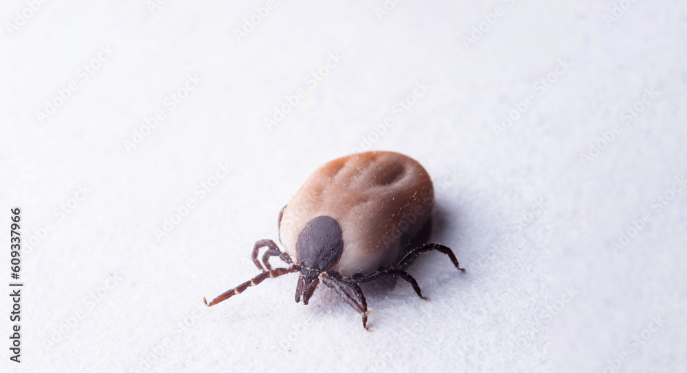 Tick insect isolated on the white background. The parasite full of ...
