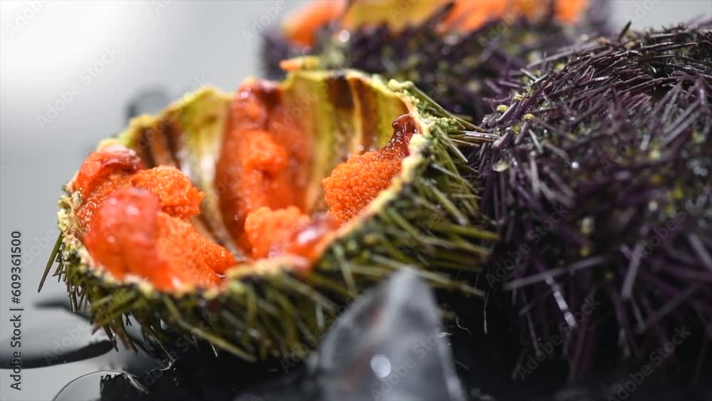 Vidéo Stock Sea Urchin with caviar close-up, on black background. Fresh open sea urchins with ...
