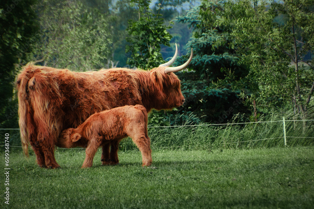 Schottisches Hochlandrind - mit Kalb - Longhorn - Rind - Tier - Animal ...