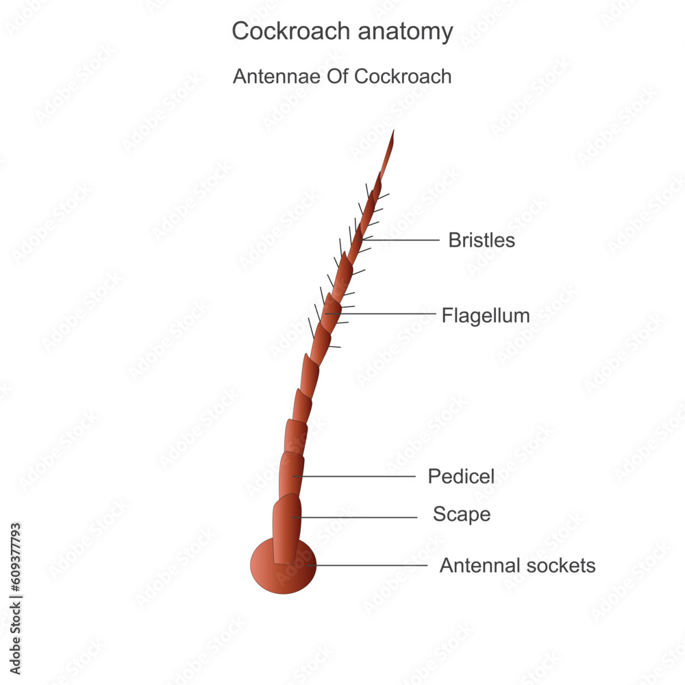 Cockroach anatomy, antennae parts. Biological illustration. Labelled ...