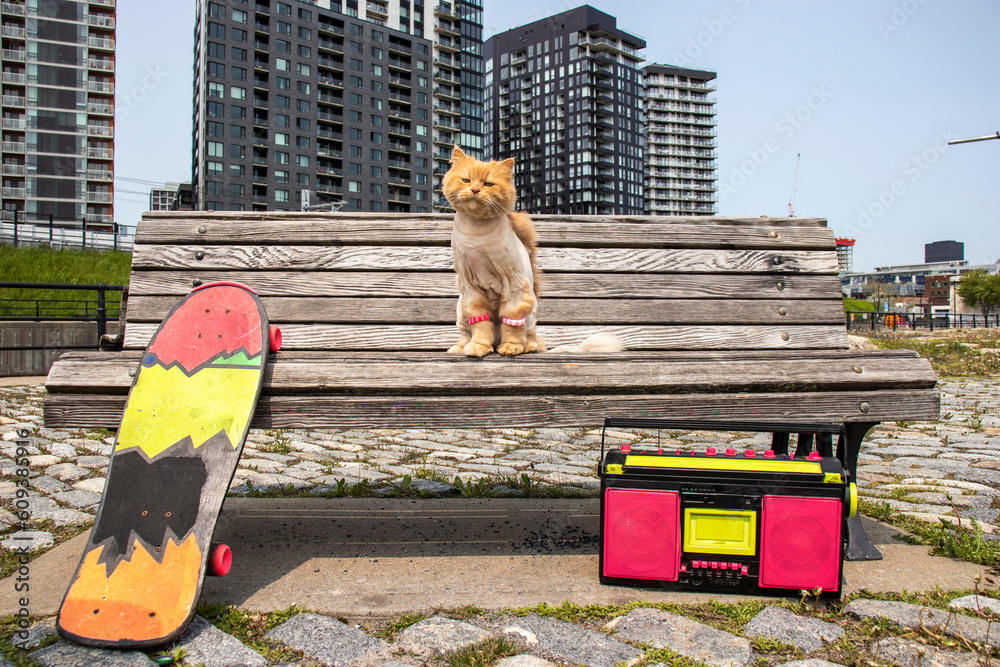 funny orange cat with a mohawk and green eyes sitting on a bench and ...