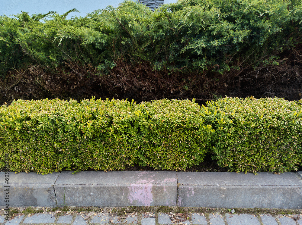 Well-groomed trimmed shrubs along the curb. Hedges of evergreen shrubs ...