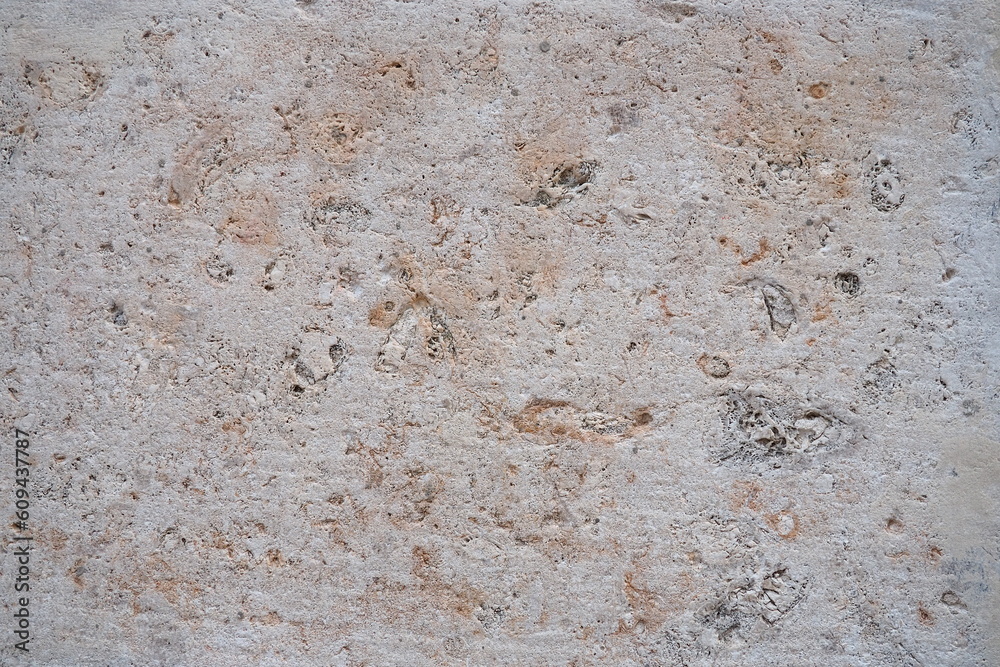 Shell rock is a sedimentary rock. One of the varieties of limestone ...