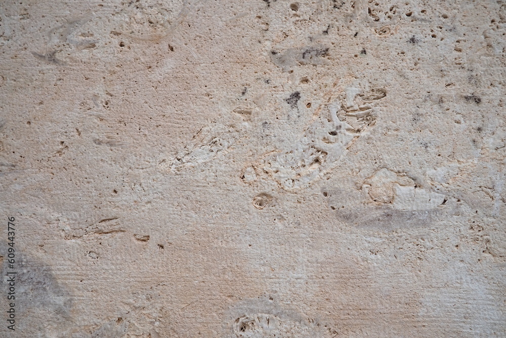 Shell rock is a sedimentary rock. One of the varieties of limestone ...