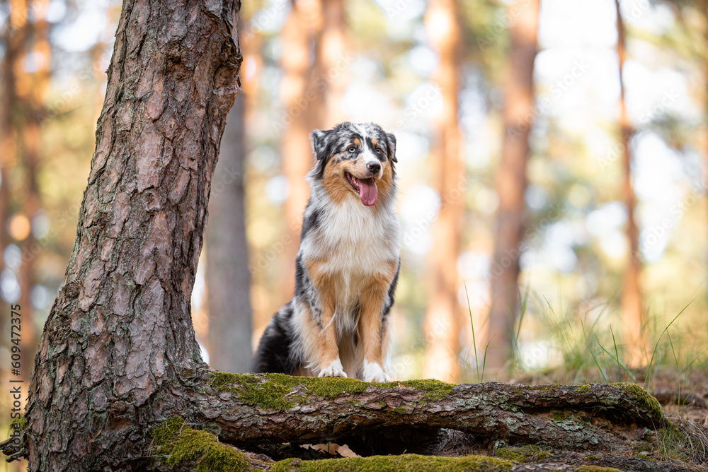 Beautiful merle Australian Shepherd with blue eye, Aussie with two ...