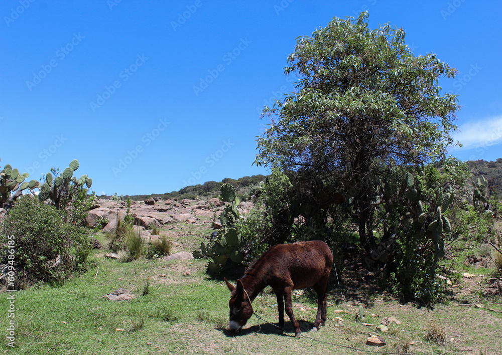 Burro de color café comiendo pasto con árbol de fondo y cielo azul ...