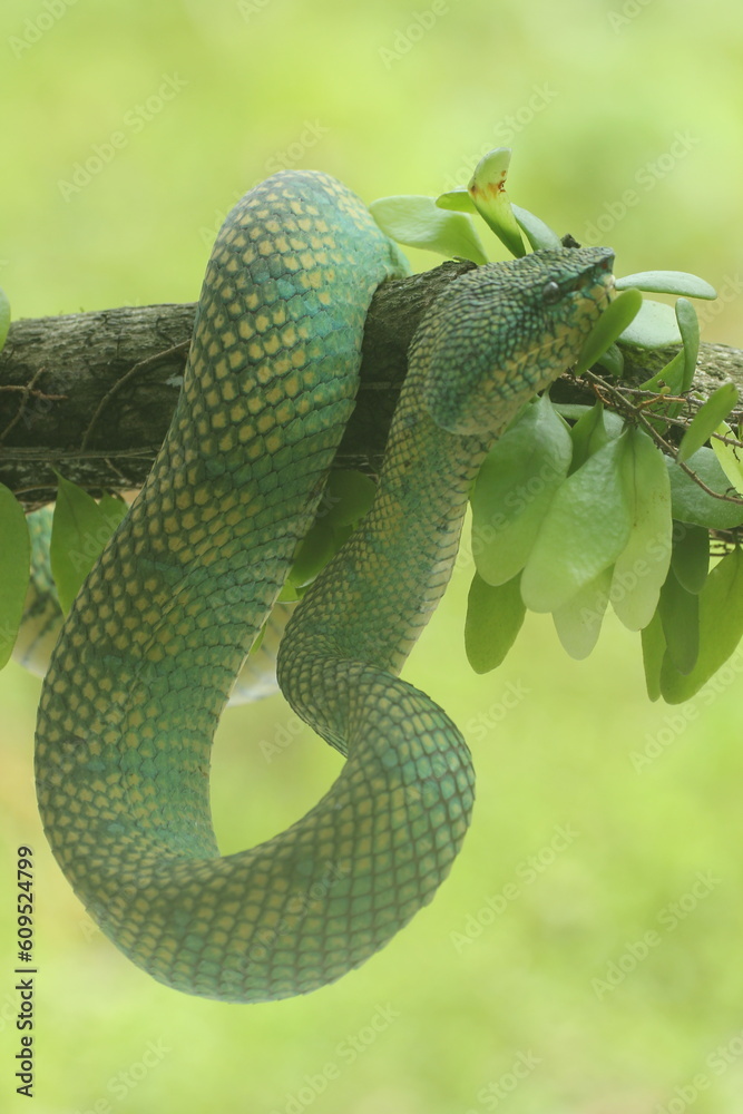 snakes, viper snakes, native viper snakes from the Indonesian island of ...