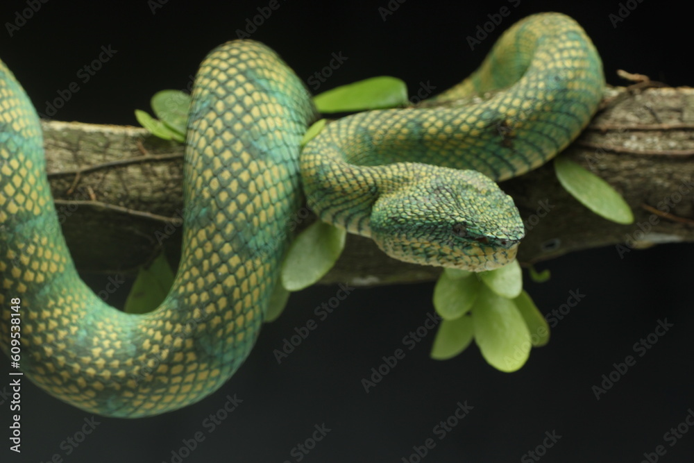 snake, viper, viper snake native to the island of Kalimantan, Indonesia ...