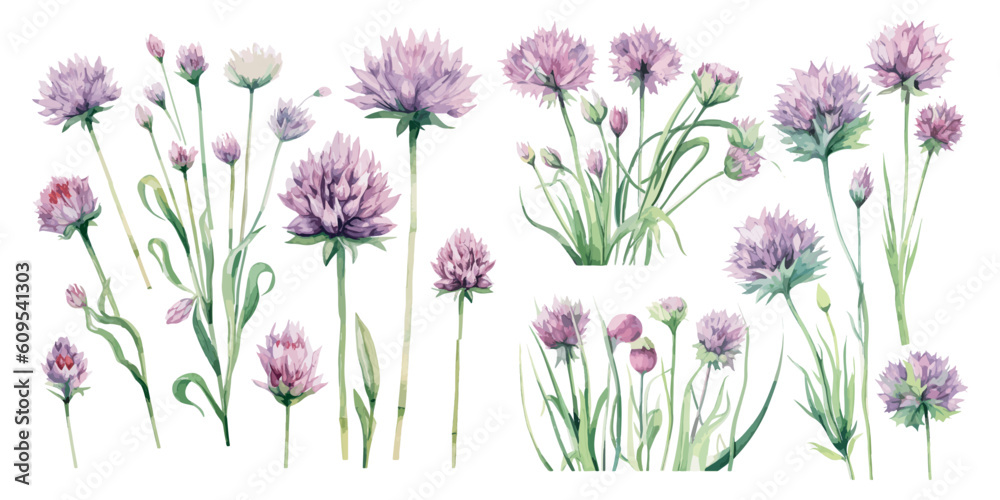 watercolor chives clipart for graphic resources Stock Vector | Adobe Stock