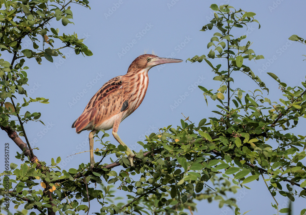 yellow bittern(juvenile).yellow bittern is a small bittern. It is of ...
