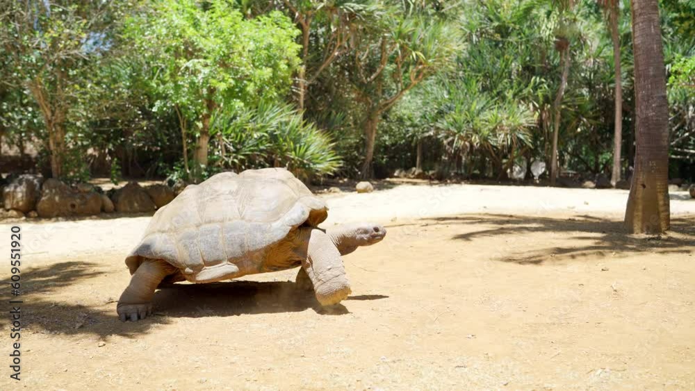 Aldabra giant tortoise endemic species - one of the largest tortoises ...