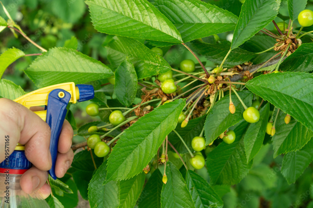 Processing branches of ripening cherries from pests and insects. Hand ...