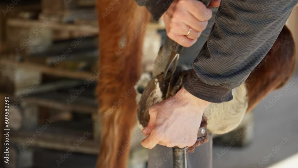 Farrier trims and shapes horse's hooves using knife. Taking care of ...
