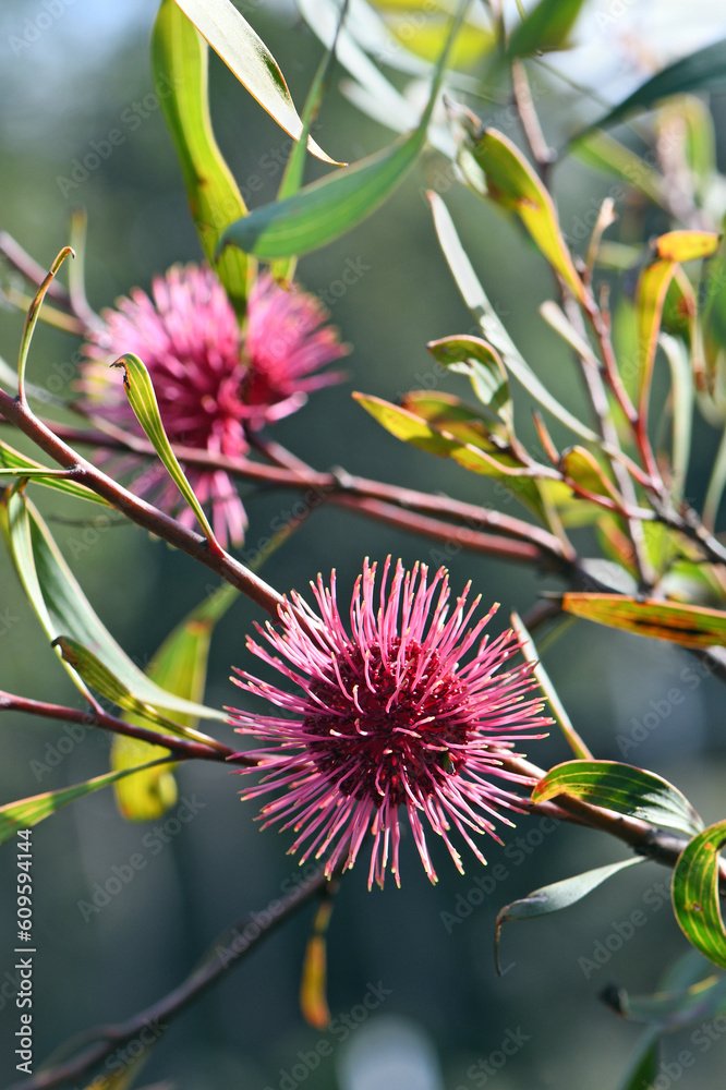 Globular red pink back lit flowers of the Australian native Pin Cushion ...
