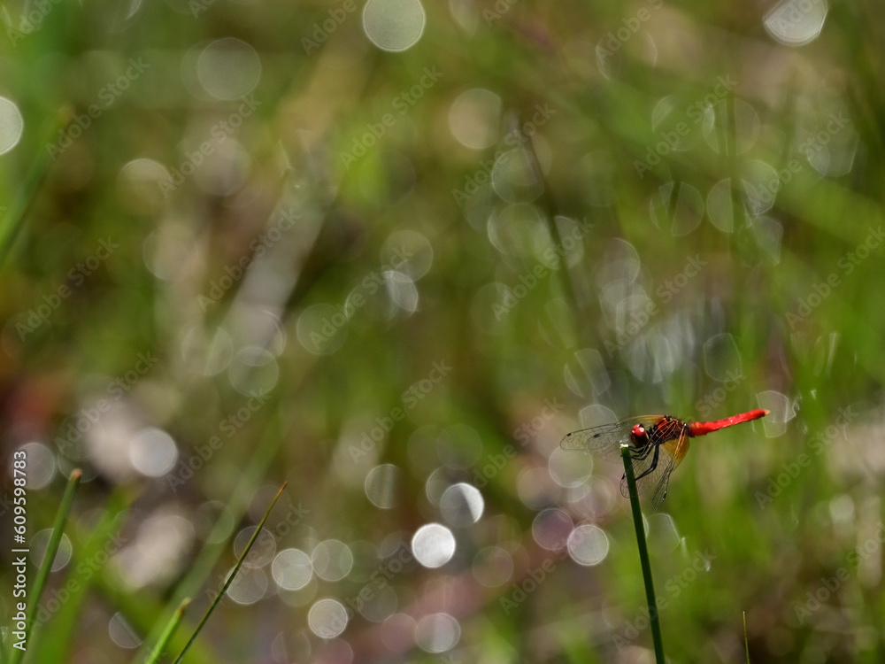 Scarlet dwarf is the smallest dragonfly, with a wingspan of only 20 mm ...