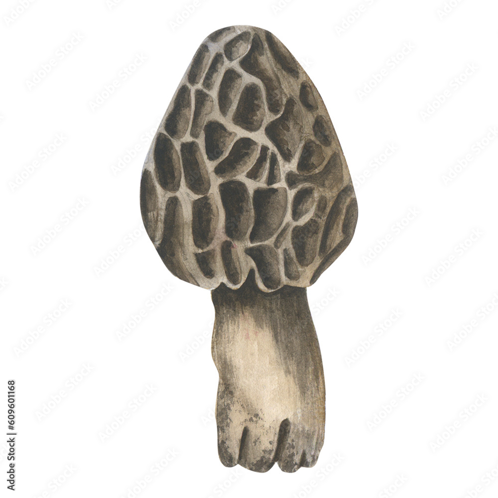 Common morel, morel, yellow morel or spongy morel (Morchella esculenta ...