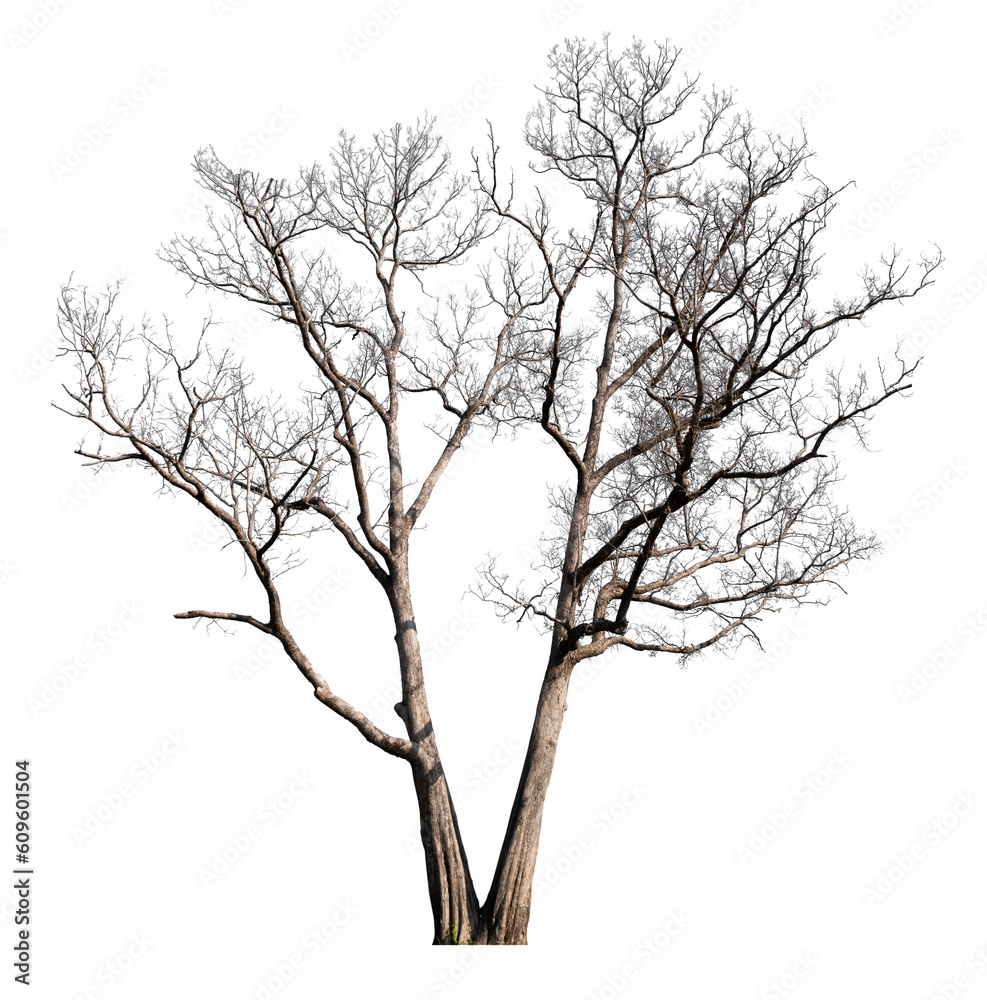 transparent PNG death tree removed original background Stock Photo ...
