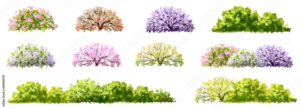 Vector of flower grass or blooming shrub isolated on white background ...