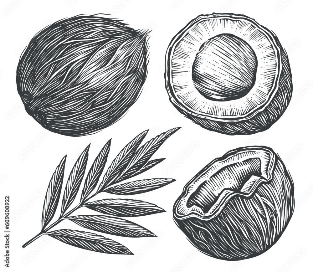 Coconut with palm leaf. Sketch vector tropical food vector illustration ...