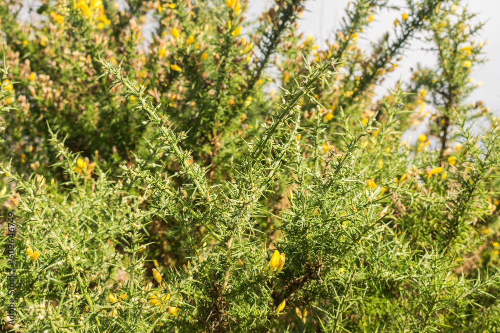 Ulex europaeus (Tojo), invasive species at the Ronda Municipal Natural ...