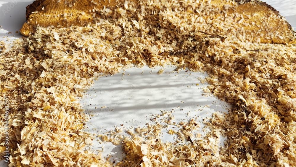 Texture of surface of cross section of freshly sawn old thick spruce ...
