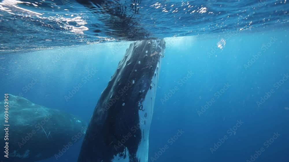 Video Stock Humpback whales underwater of Pacific Ocean. Giant animal ...