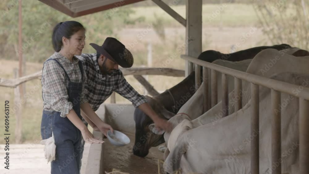 Farm worker feeding the Brahman cows in the cattle stable. beef cattle ...