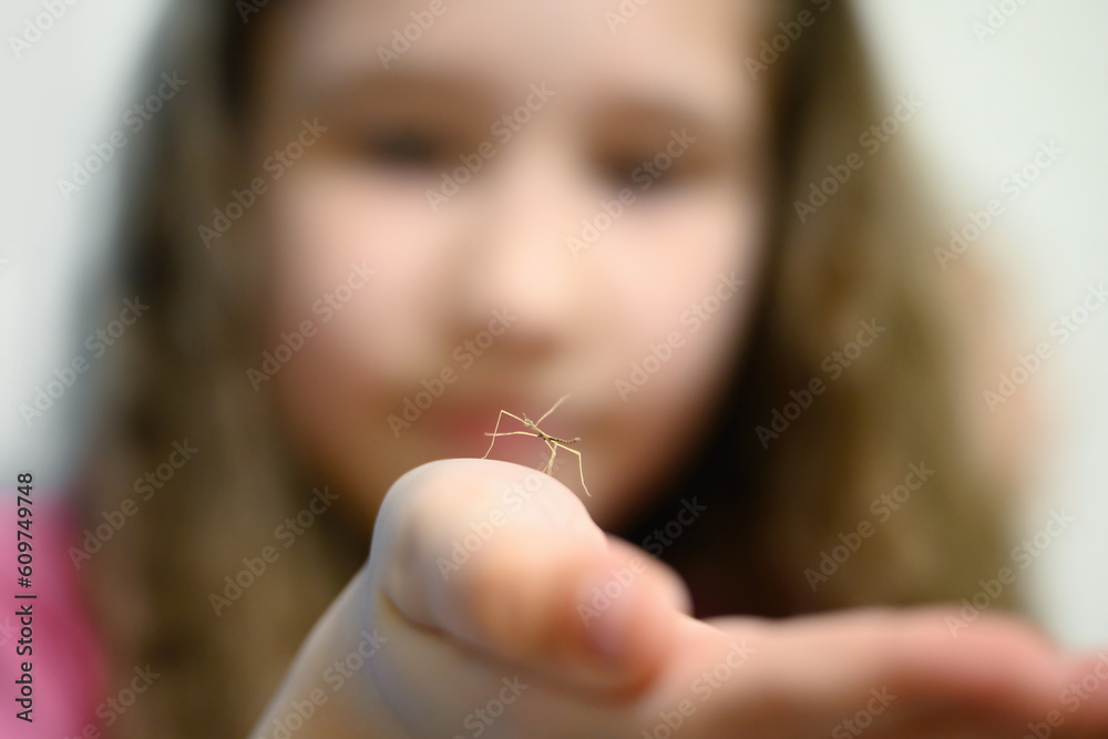 Stick insect cub on child’s hand, little girl showing her cute pet ...