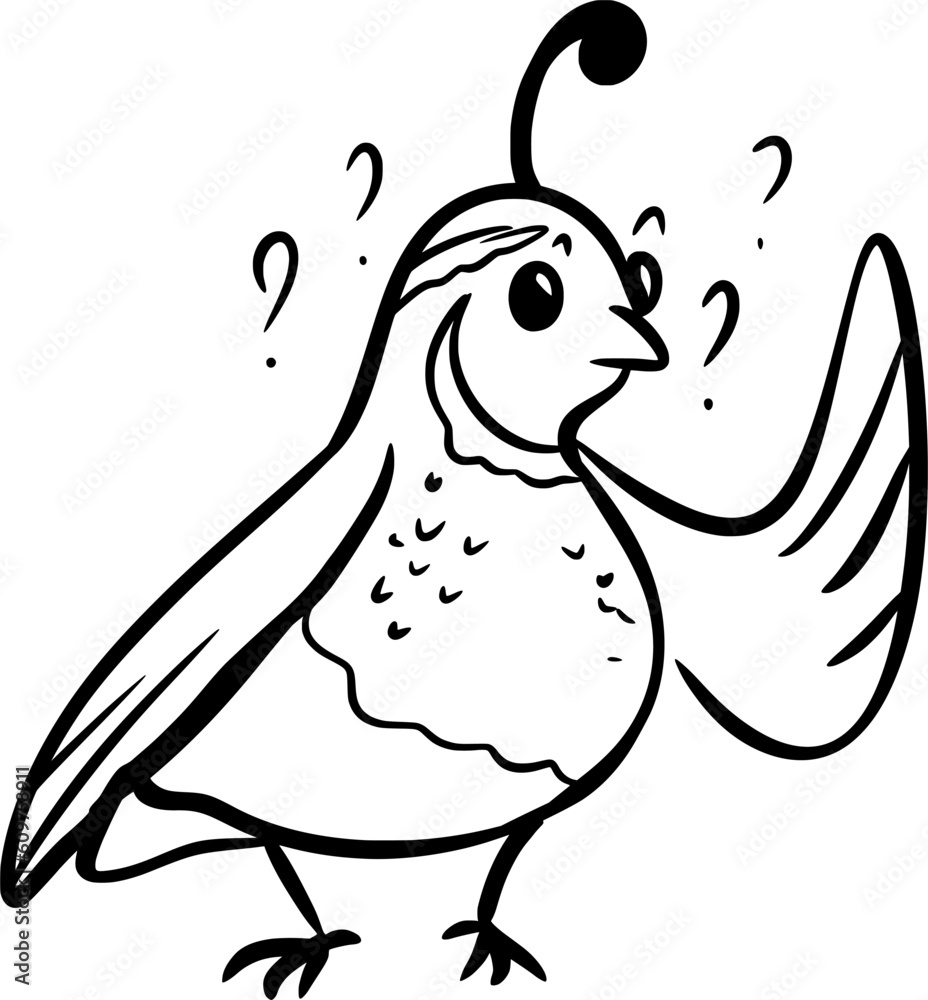 Vector drawing of surprised quail. Black and white, hand drawn, flat ...