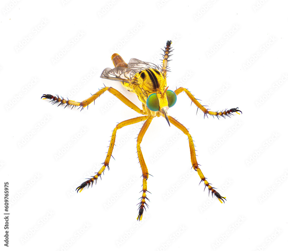 hanging thief robber fly or robberfly - Diogmites esuriens - isolated ...