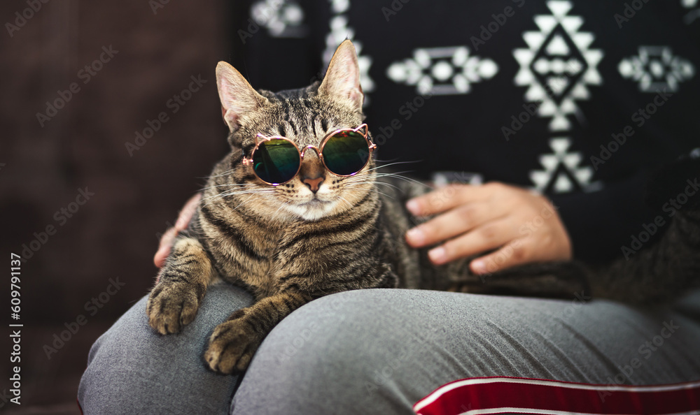 Gato atigrado con lentes de sol sentado en el sofá de la sala y una ...
