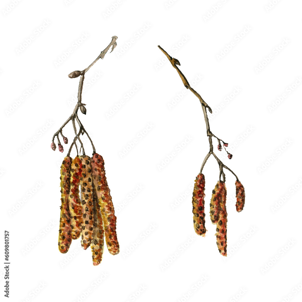 watercolor drawing spring branches of aspen tree with catkins isolated ...