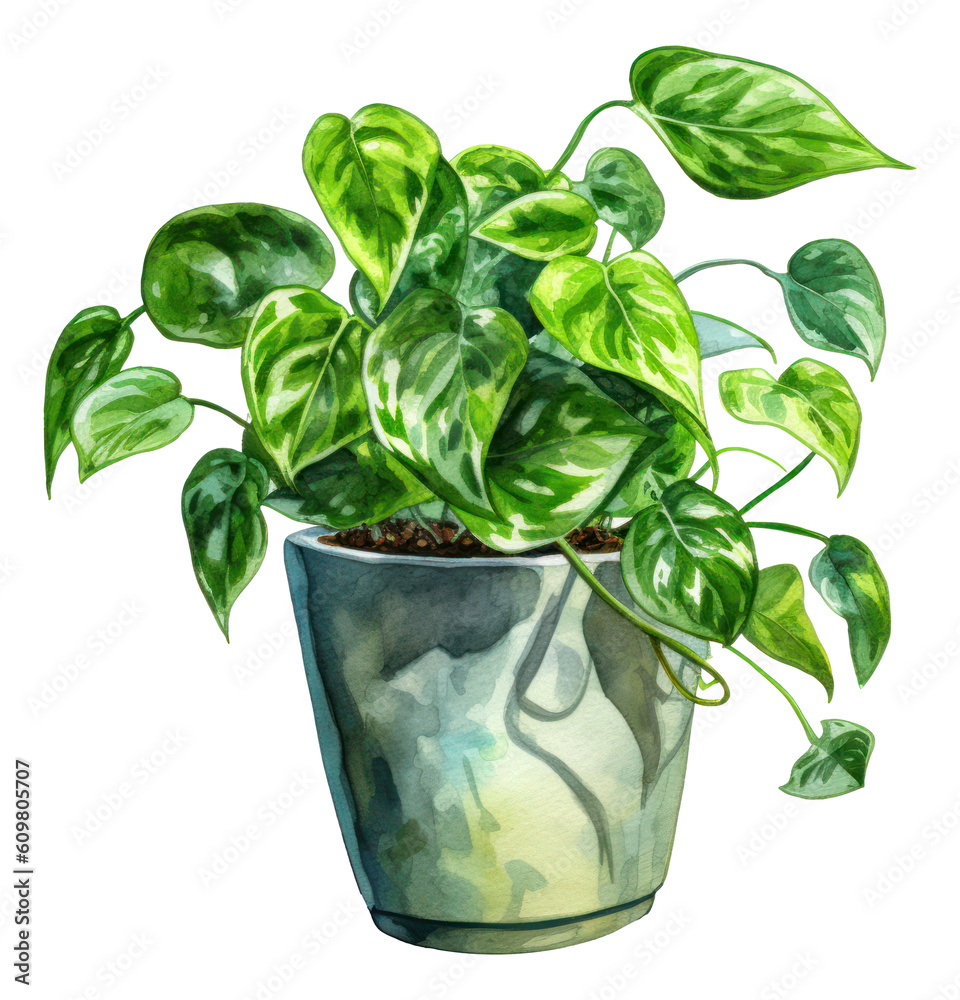 Watercolor hand drawn illustration of Pothos plant isolated. Generative ...