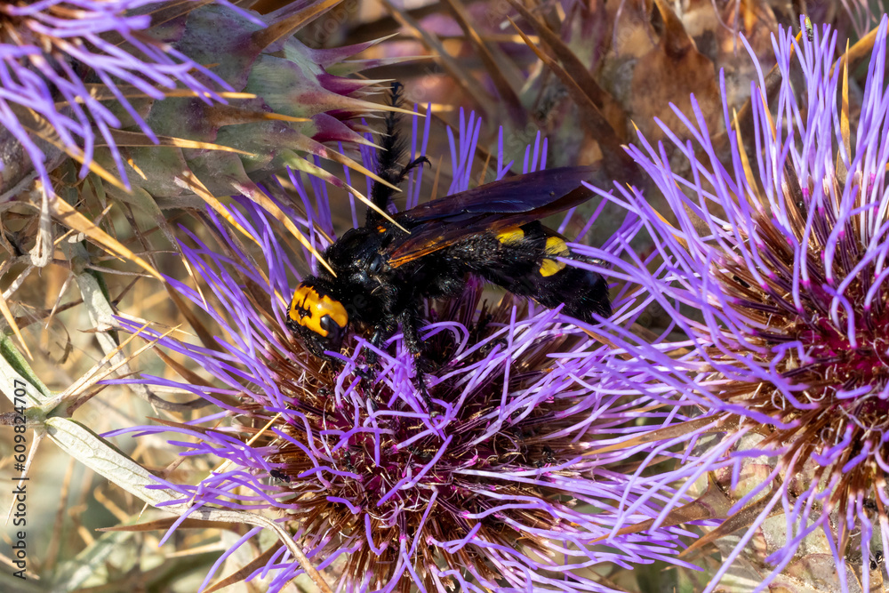 Mammoth Wasp (Megascolia bidens) is the largest wasp on the Maltese ...