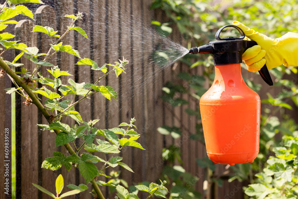 Blackberry and Raspberry Spraying against Diseases and Pests, Fungal ...