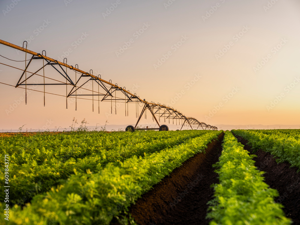 Sprinklers over carrot field at sunset Stock Photo | Adobe Stock