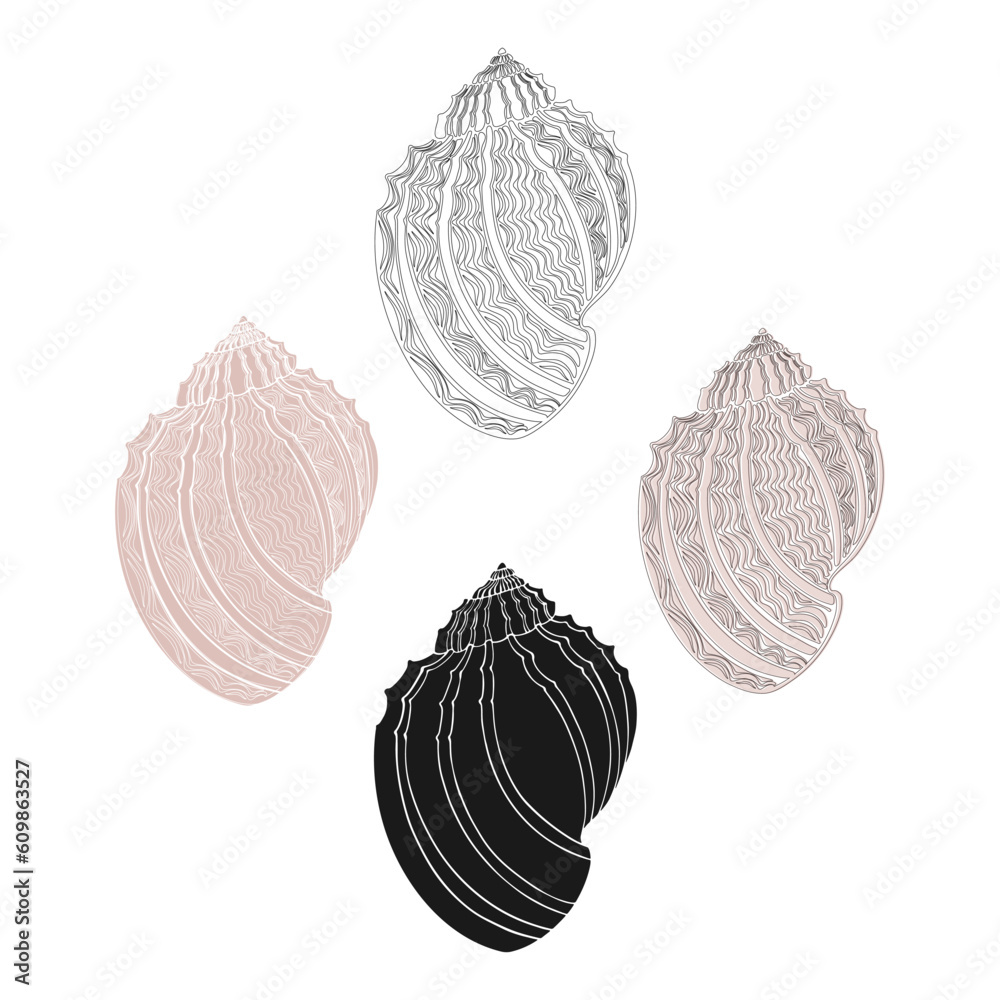 Shells. Hand drawn vector collection, 4 isolated elements on white ...