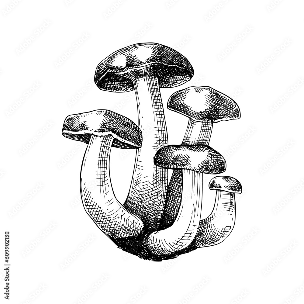 Vetor de Fried chicken mushroom sketch. Edible fungus illustration ...