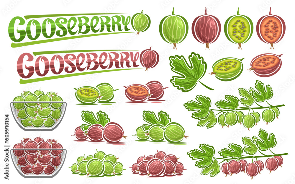 Vector Gooseberry Set, lot collection of cut out illustrations still ...