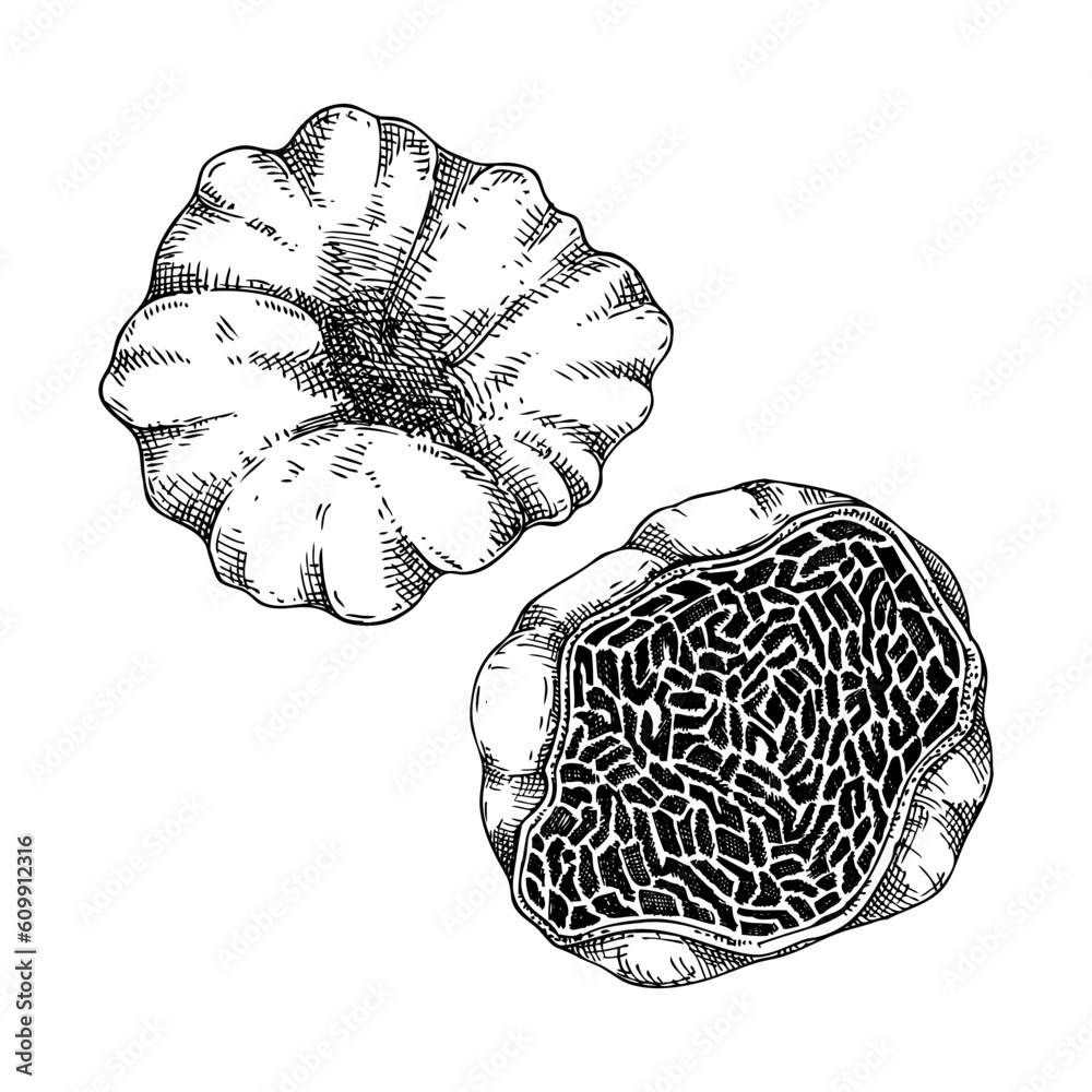 White Truffle Vector Illustration Edible Fungus Sketch Fungal Protein Mycoprotein Source