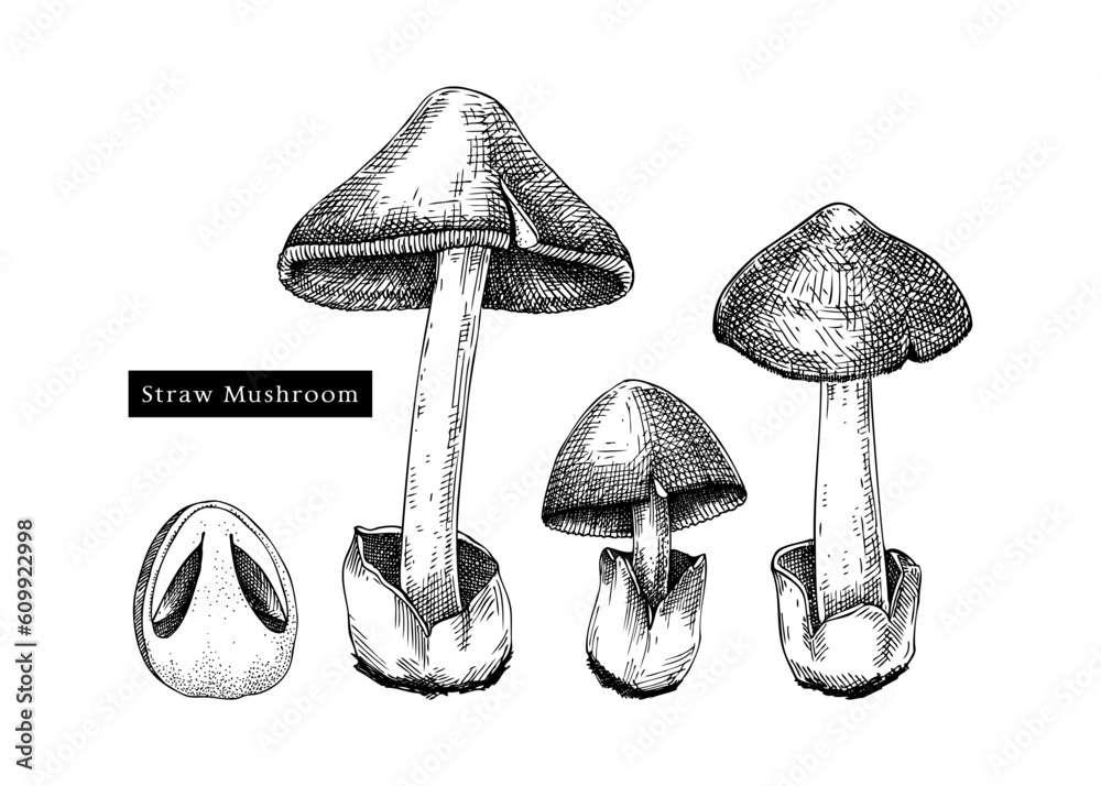 Straw mushroom sketches set. Edible fungus illustrations. Fungal ...