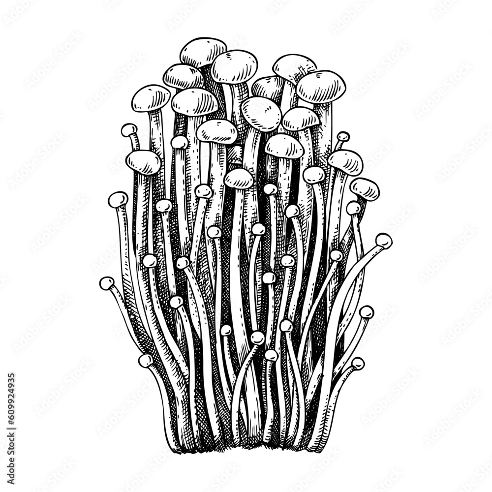 Enoki mushroom sketch. Edible fungus illustration. Fungal protein ...