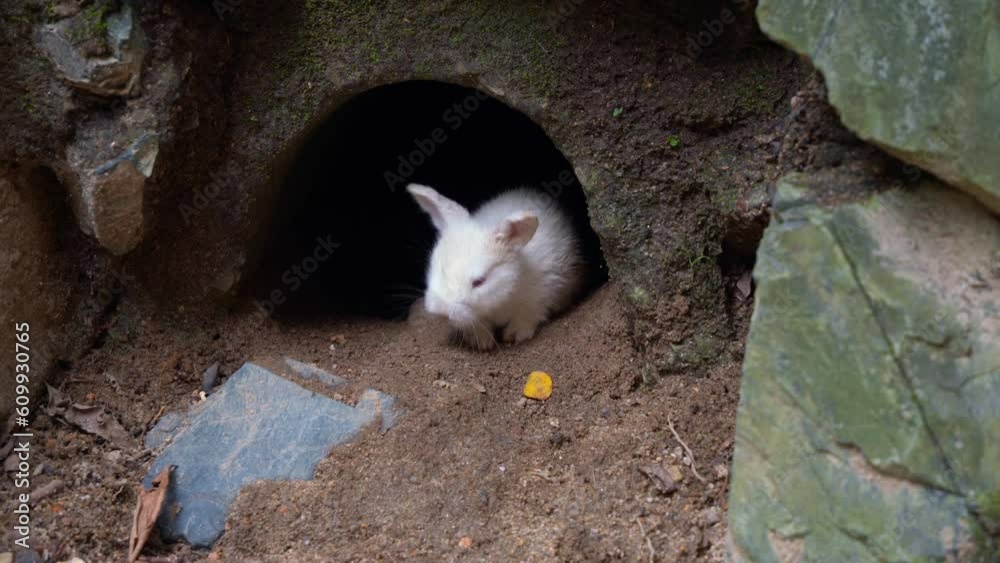 Peeking out from its snug burrow, a precious baby white rabbit with ...