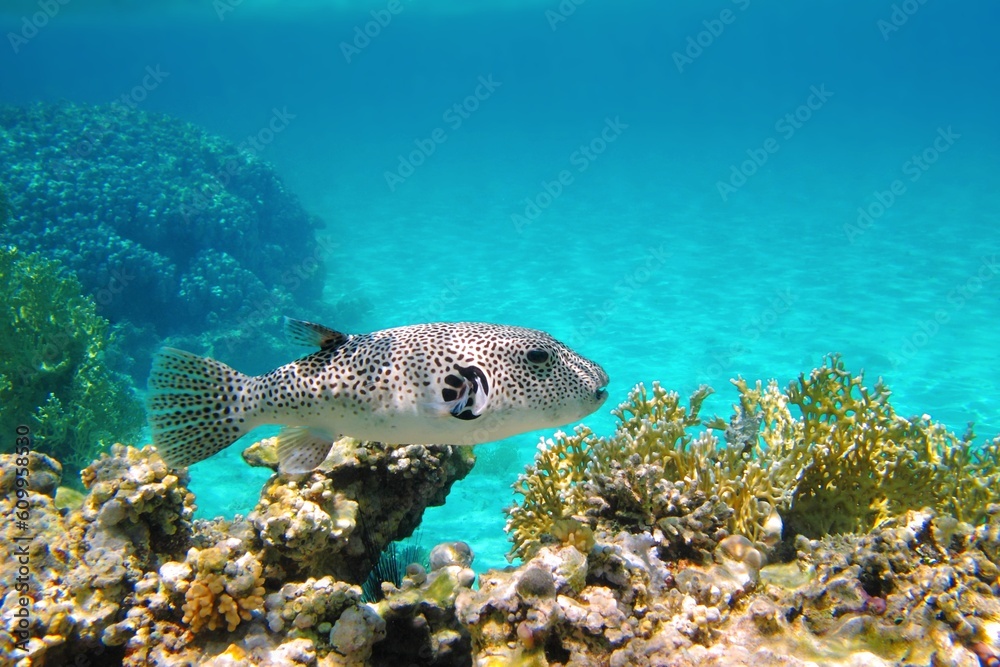 Blue tropical ocean with coral reef. White spotted venomous fish ...