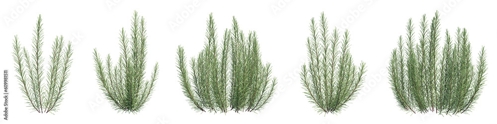 Set of Salvia rosmarinus plants with isolated on transparent background ...