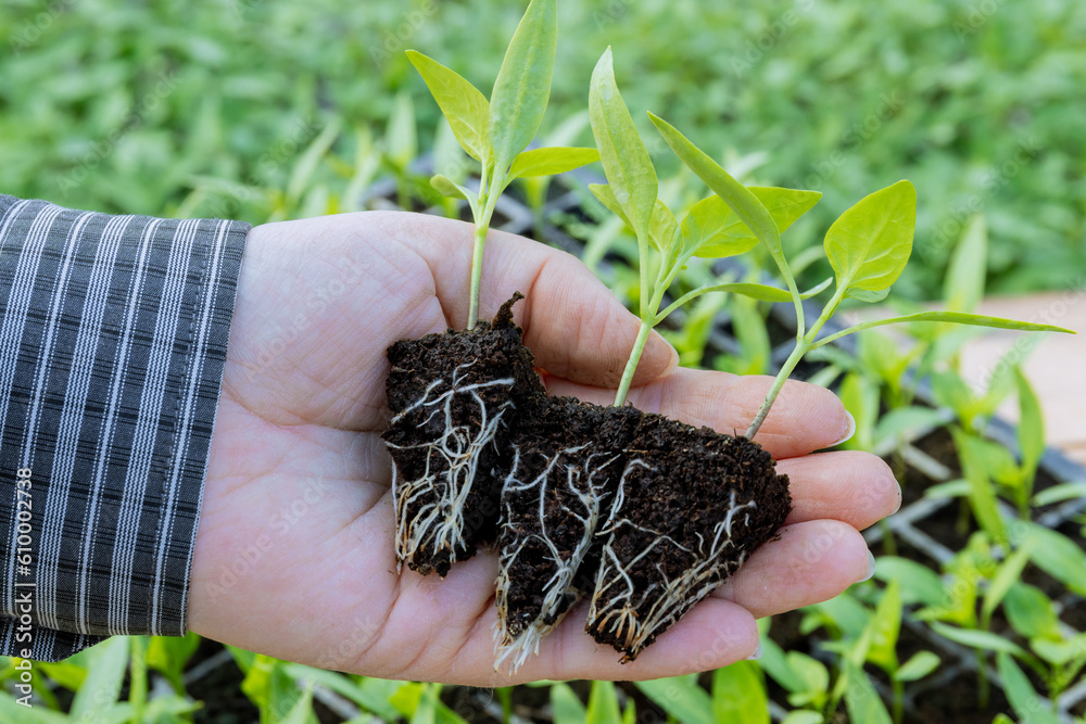 Root system of a healthy seedling is crucial for its growth and ...