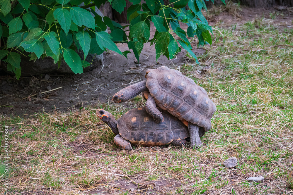 Couple of red-footed tortoises, Chelonoidis carbonarius, mating during ...